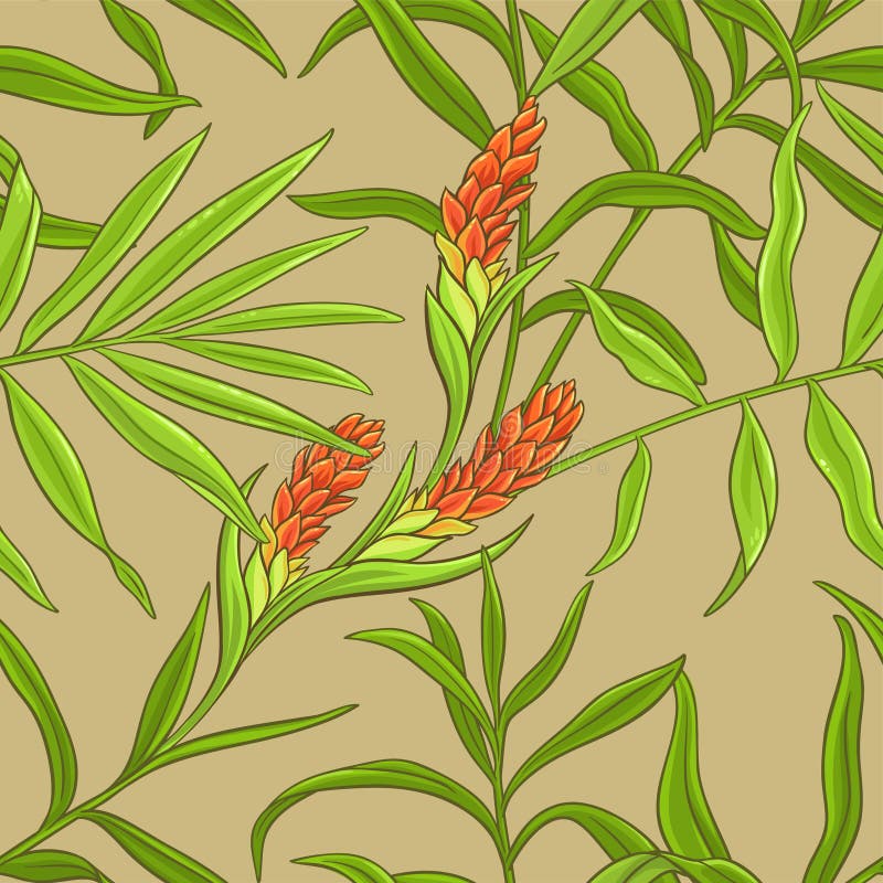 Ginger vector illustration stock vector. Illustration of botany - 80843547