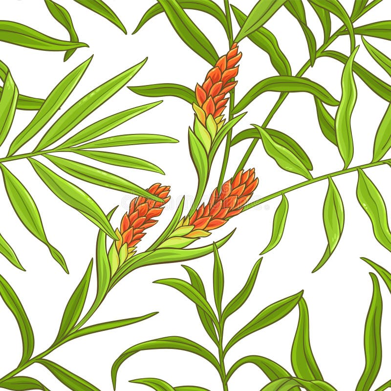 Ginger vector illustration stock vector. Illustration of botany - 80843547