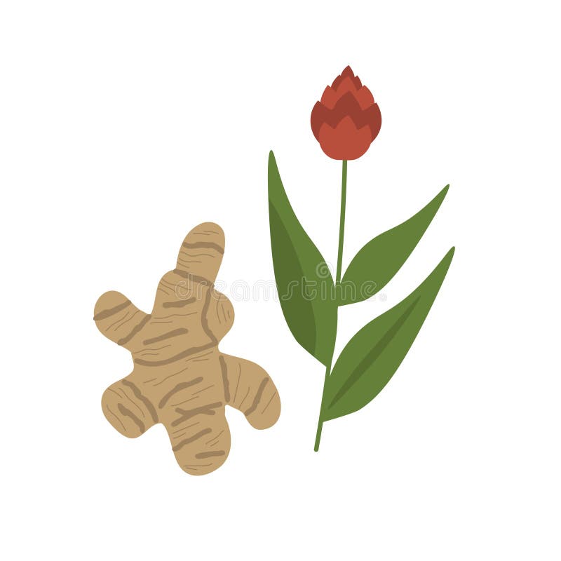Ginger vector plant stock vector. Illustration of stylized - 211914474