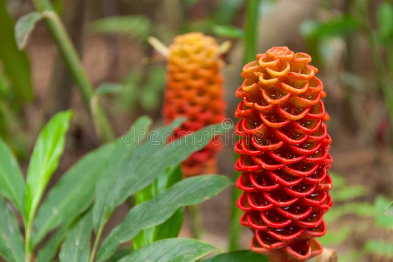 Beehive Ginger Plants stock photo. Image of pink, jungle - 25807334