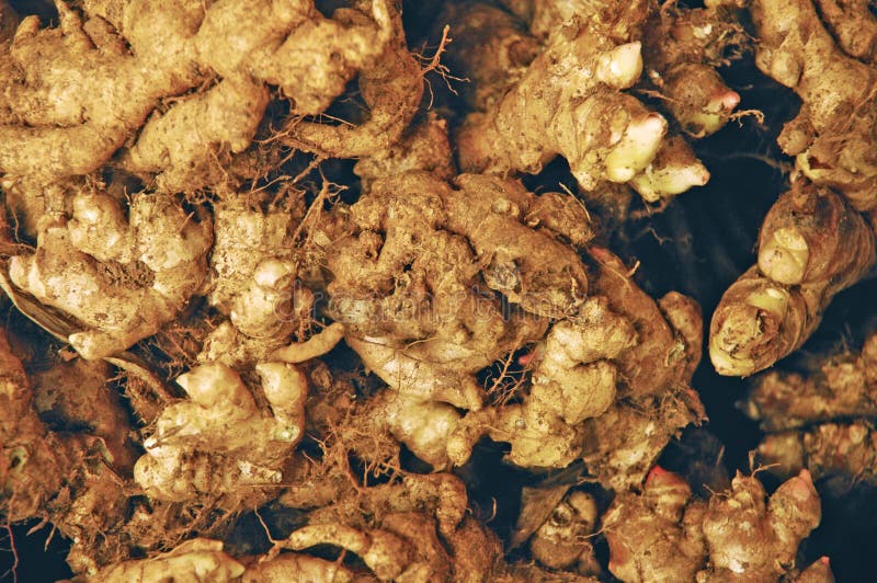 Ginger the way stock photo. Image of bucket, ginger, full - 67100786