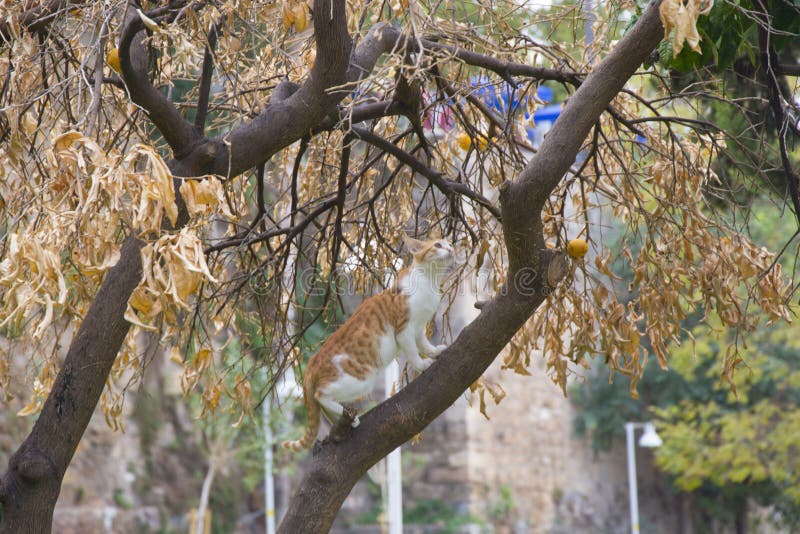 Ginger and White Cat in Fall Tree Stock Image - Image of lovely, fall ...