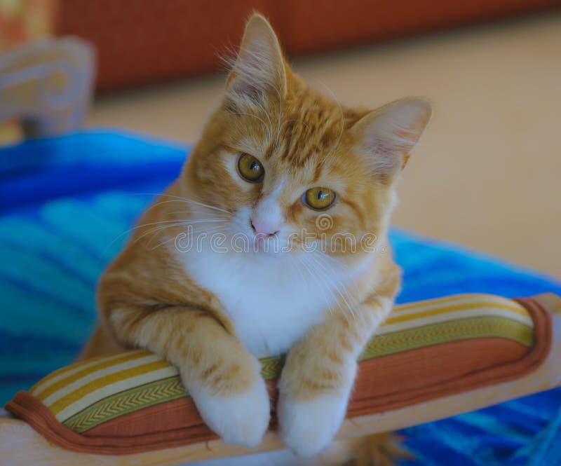 Ginger and White Cat with White Fluffy Chest, Resting on Arm of Chair ...