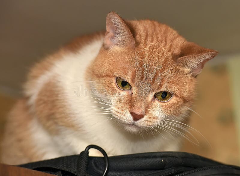 Ginger and white cat stock photo. Image of pretty, domestic - 181430430
