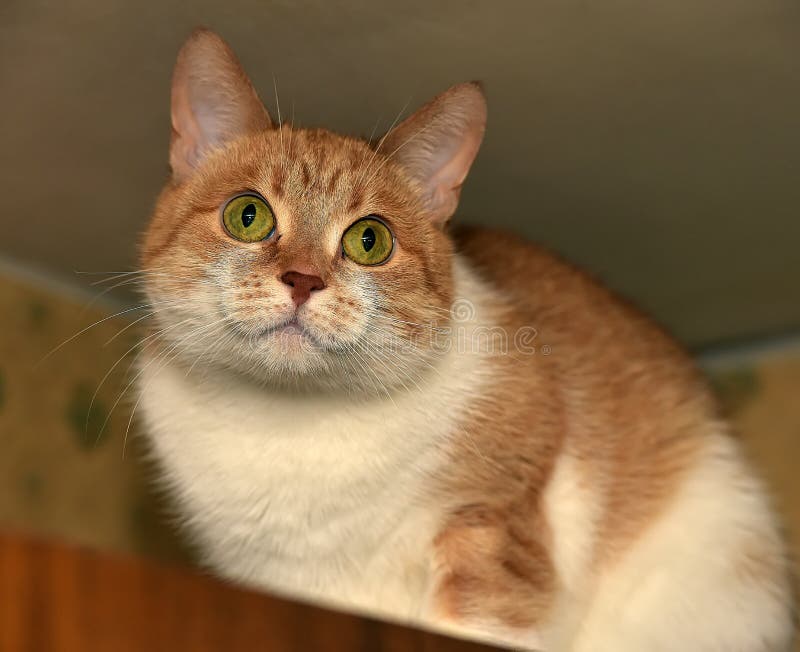 Ginger and white cat stock photo. Image of brown, listen - 181430514