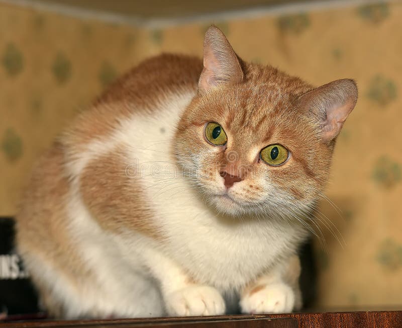 Ginger and white cat stock image. Image of mammal, lying - 181430799