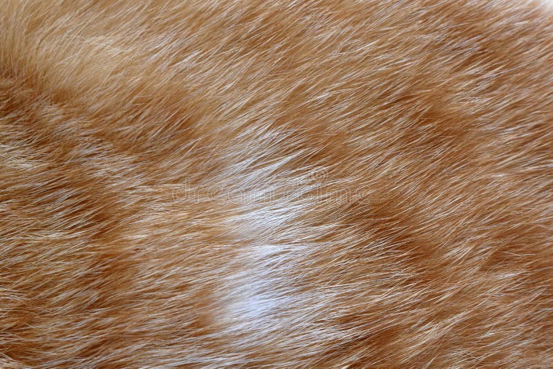 Ginger and White Cat Hair Texture Background. Stock Image - Image of ...