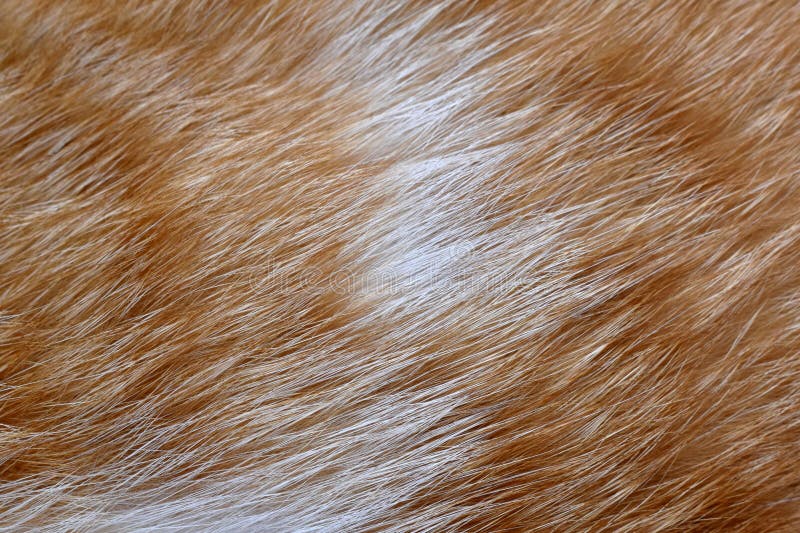 826 Ginger Hair Texture Stock Photos - Free & Royalty-Free Stock Photos ...