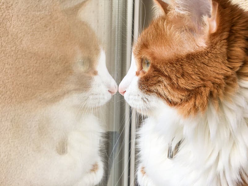Ginger White Cat Looking Out of the Window with Face Reflection Stock ...