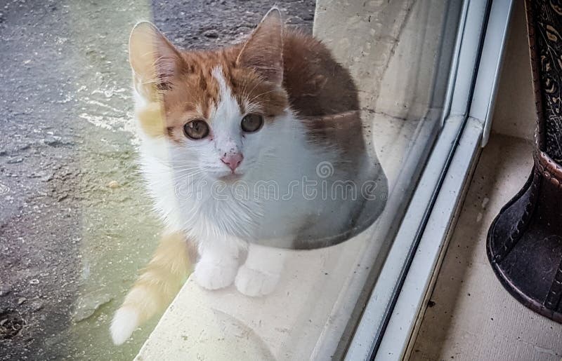 Ginger White Cat Near Window Stock Image - Image of kitty, mammal: 79940173