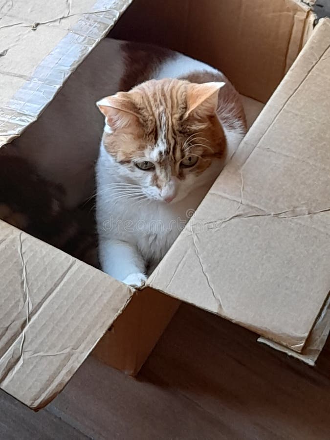 Ginger and White Cat Playing in Box Stock Photo - Image of white ...