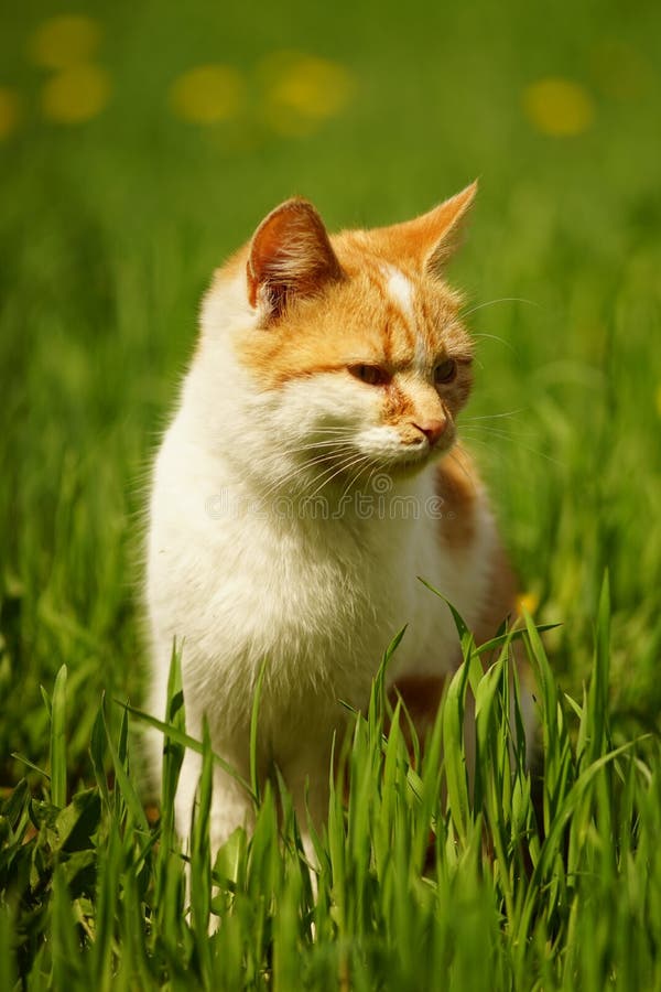 Ginger White Cat Rest in Vivid Green Grass on a Spring Day Stock Image ...