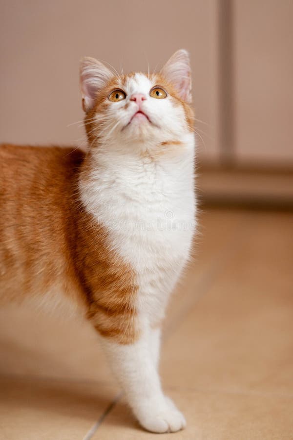 Ginger White Cat Standing on a Tiled Floor Indoor. Portrait of a ...