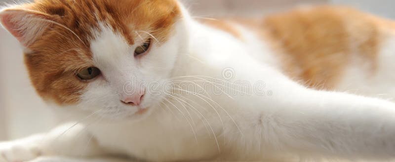 Ginger and white cat stock image. Image of watching, feline - 30139443