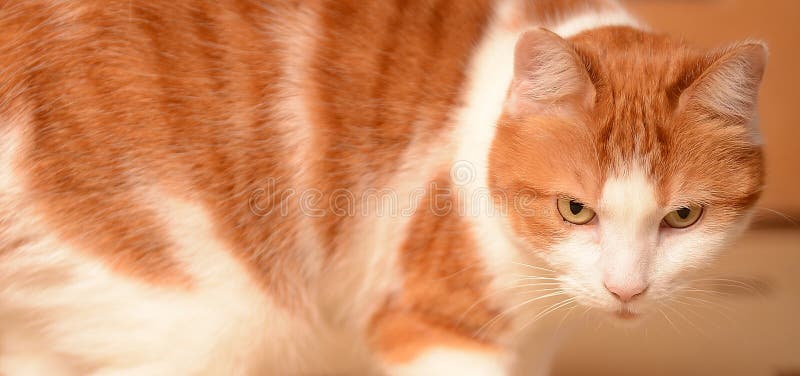 Ginger and white cat stock photo. Image of active, walk - 30149102