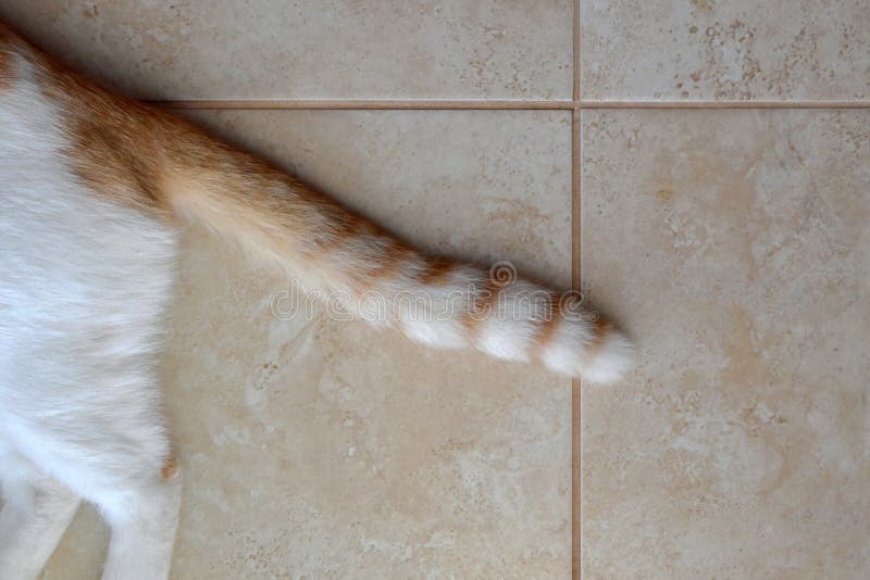 Ginger and White Cat Tail on the Tile Floor. Stock Photo - Image of ...