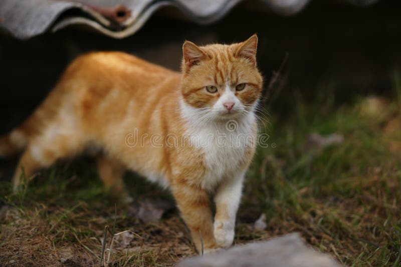 Ginger White Cat Walk in the Summer Garden Stock Image - Image of white ...