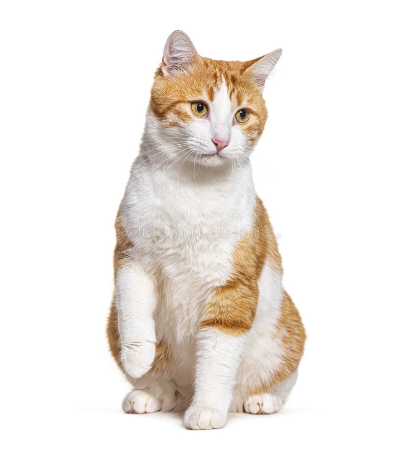 Ginger Cat, Sitting Looking at the Camera, Isolated Stock Photo - Image ...