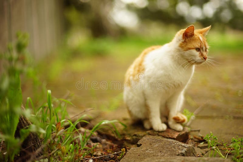 Ginger White Fluffy Cat Rest in Summer Garden Stock Photo - Image of ...