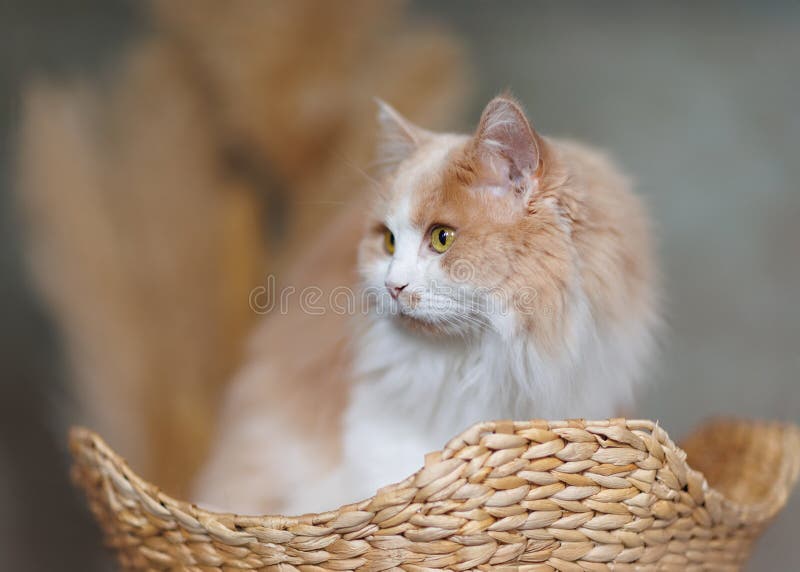 Ginger and White Fluffy Cat Resting in Basket Stock Image - Image of ... Ginger and White Fluffy Cat Resting in Basket Stock Image - Image of ...