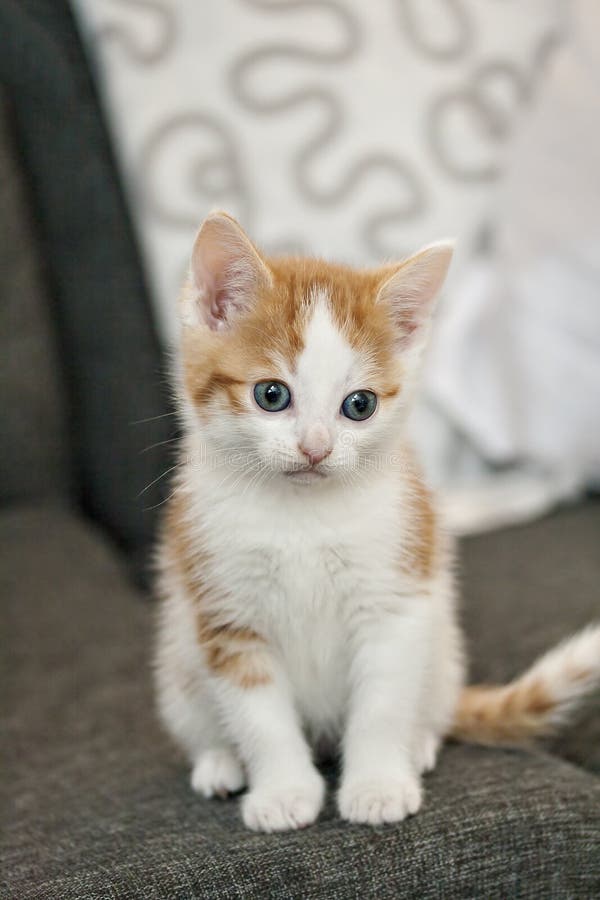 Ginger White House Cat Kitten Stock Photo - Image of kitty, feline ...