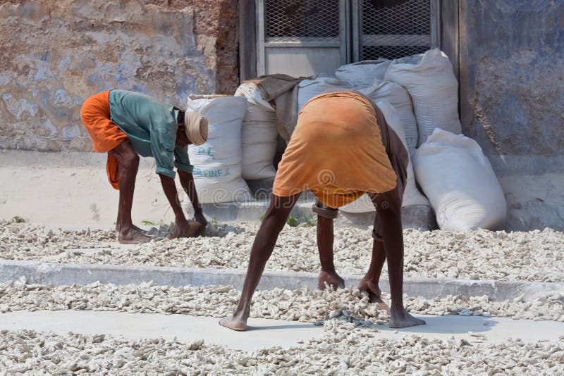 Ginger Workers at Old Ginger Factory in Fort Cochin, India Editorial ...