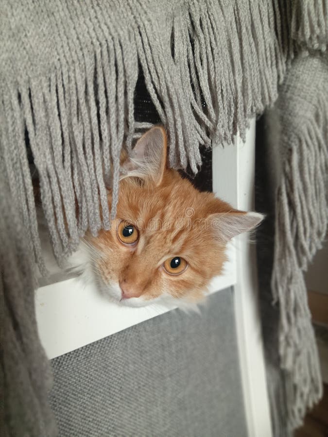 Ginger young cat stock image. Image of young, cats, ginger - 372757719