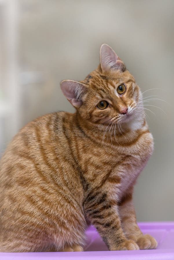 Ginger young cat sitting stock photo. Image of eyes - 173513784