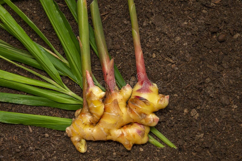 Ginger Zingiber Officinale Roots on Ground Stock Photo - Image of ...