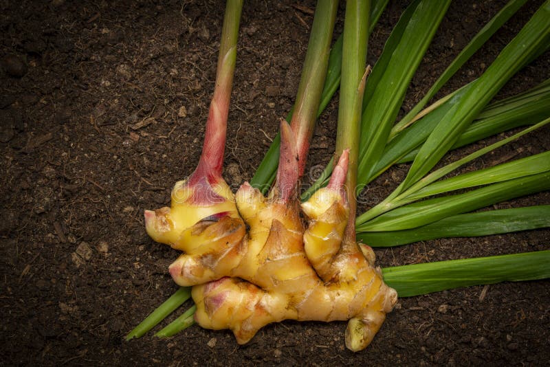 Ginger Zingiber Officinale Roots on Ground Stock Photo - Image of ...