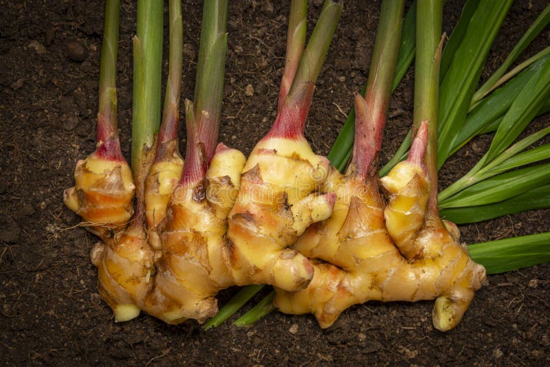 Ginger Zingiber Officinale Roots on Ground Stock Photo - Image of asia ...