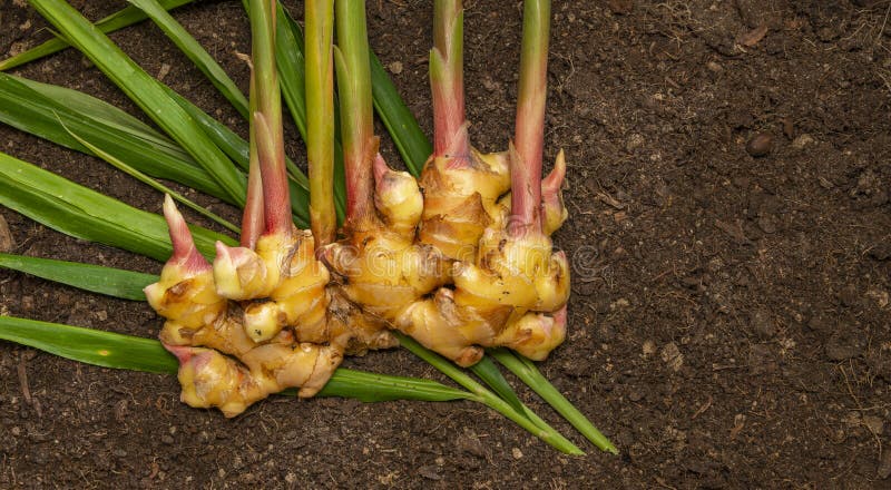Ginger Zingiber Officinale Roots on Ground Stock Photo - Image of ...