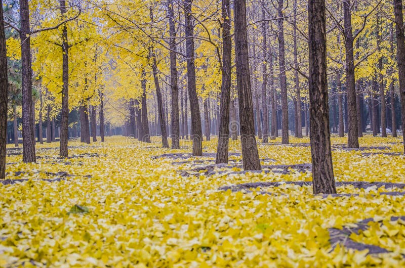 Gingkgo Forest stock image. Image of forest, branches - 63348991