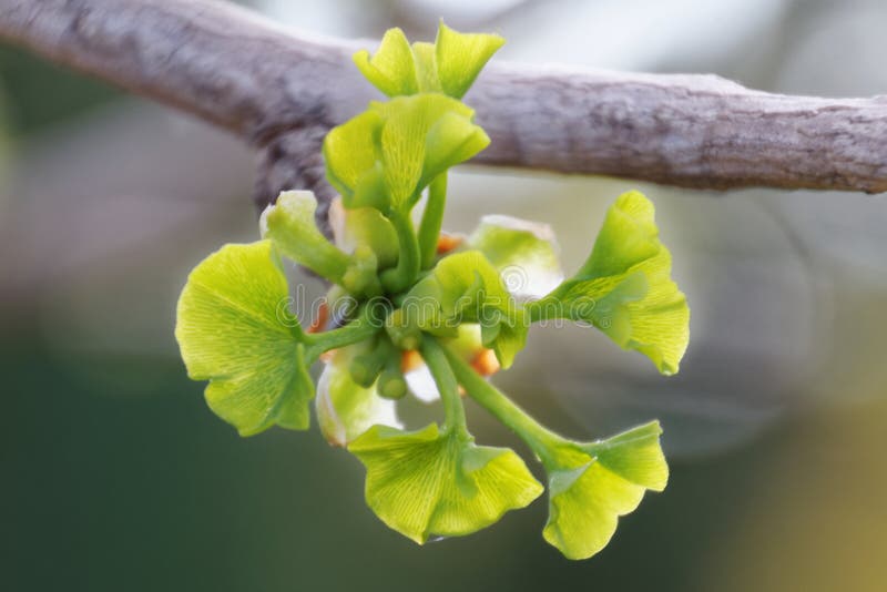 GIngko Biloba stock photo. Image of biloba, detail, health - 111814800