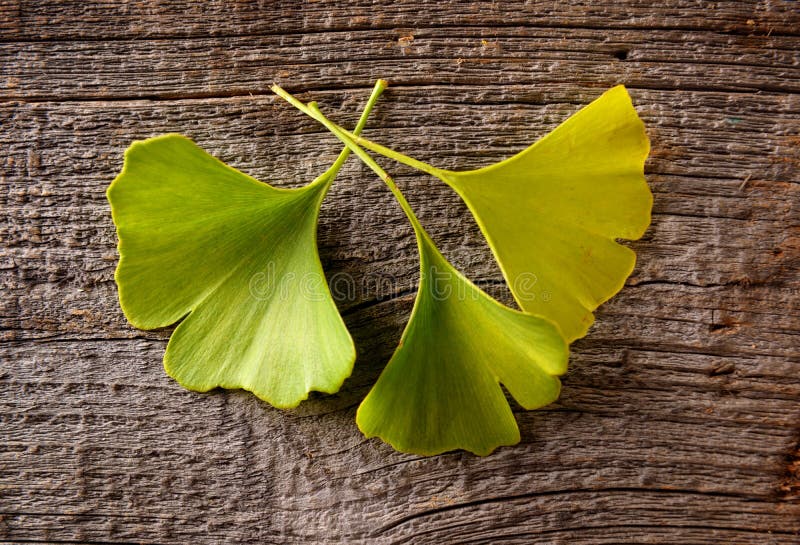 Gingko Biloba Leaves in Nature with Sunshine.Green Leaves of Dingo Tree ...