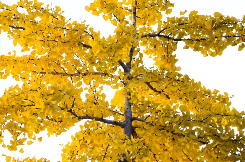 Detail of a Ginkgo Biloba Tree in Autumn Stock Image - Image of ...