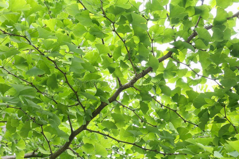 Gingko stock photo. Image of spring, fresh, branch, herbal - 41285848