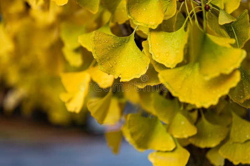 Gingko leaves in the fall stock image. Image of peak - 164399485