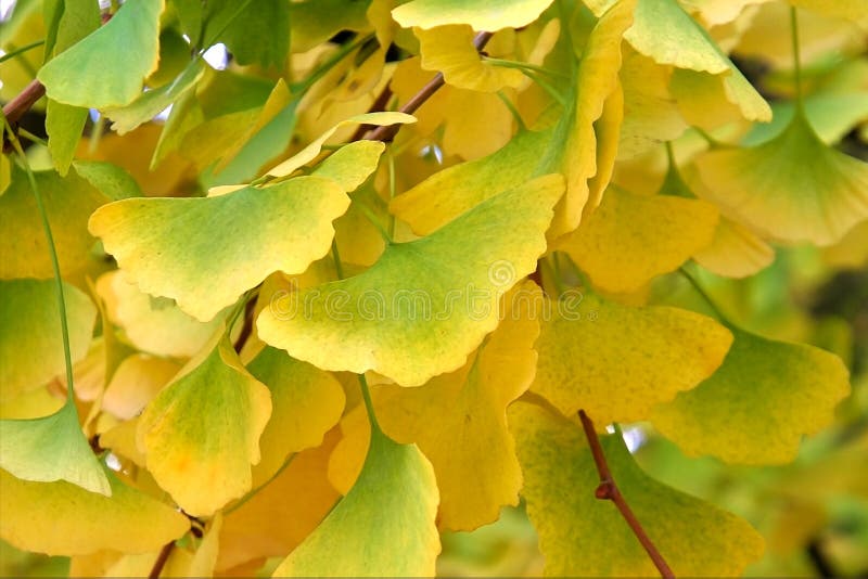 Gingko leaves stock image. Image of autumn, brain, green - 32771137