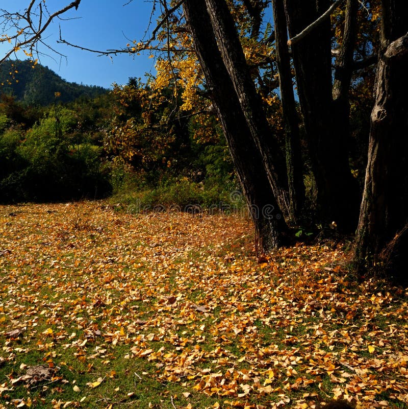 Gingko tree stock image. Image of color, colorful, tree - 7569469