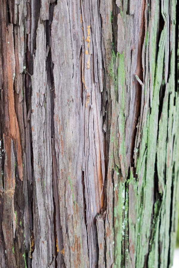 Gingko tree bark stock image. Image of orange, pattern - 65558253