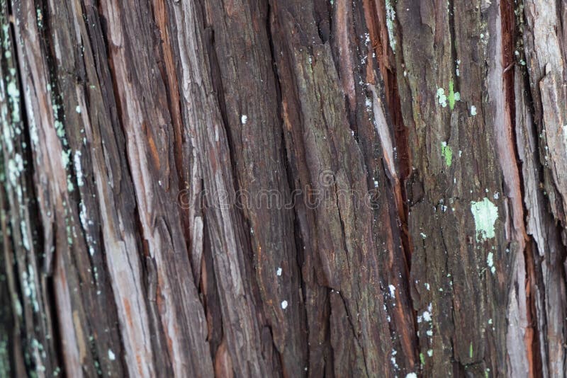 Gingko tree bark stock image. Image of material, trunk - 65558297