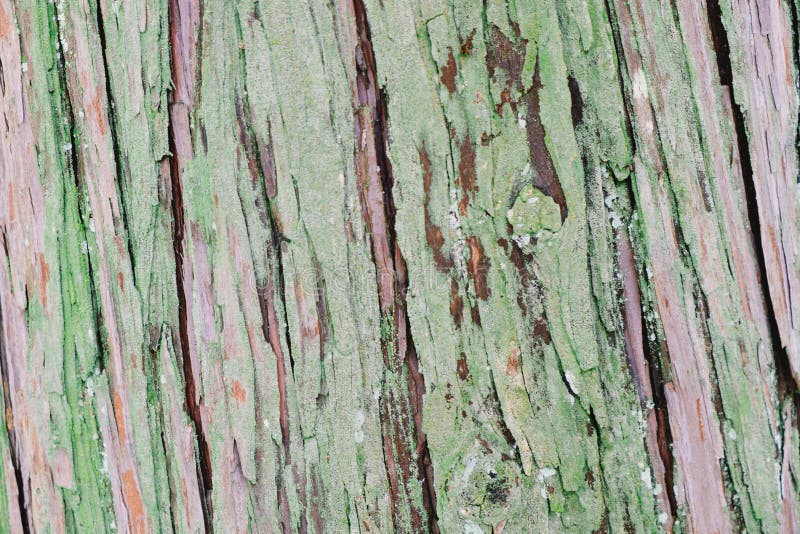 Gingko tree bark stock image. Image of orange, pattern - 65558253