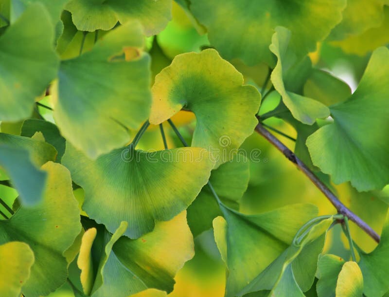 Gingko Tree on a September Day Stock Image - Image of texture, autumn ...