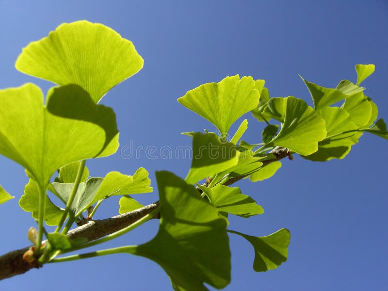 Ginkgo 02 stock image. Image of branch, green, light, nature - 2952551