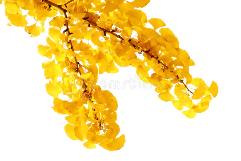 Flabellate Leaf Stock Photos - Free & Royalty-Free Stock Photos from ...