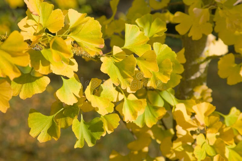 Ginkgo Biloba; Autumn Foliage Stock Photo - Image of texture, leaf ...