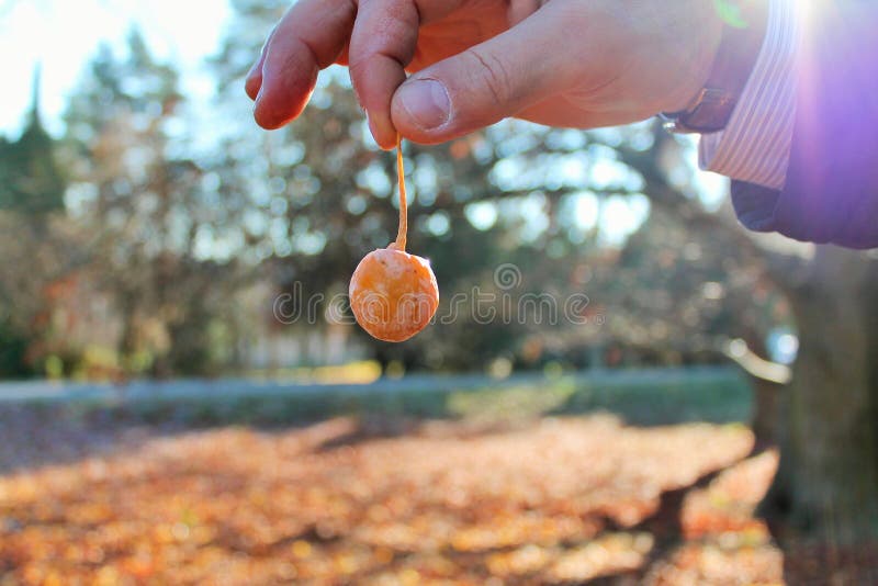 Ginkgo biloba fruit stock image. Image of health, fruit - 77005133