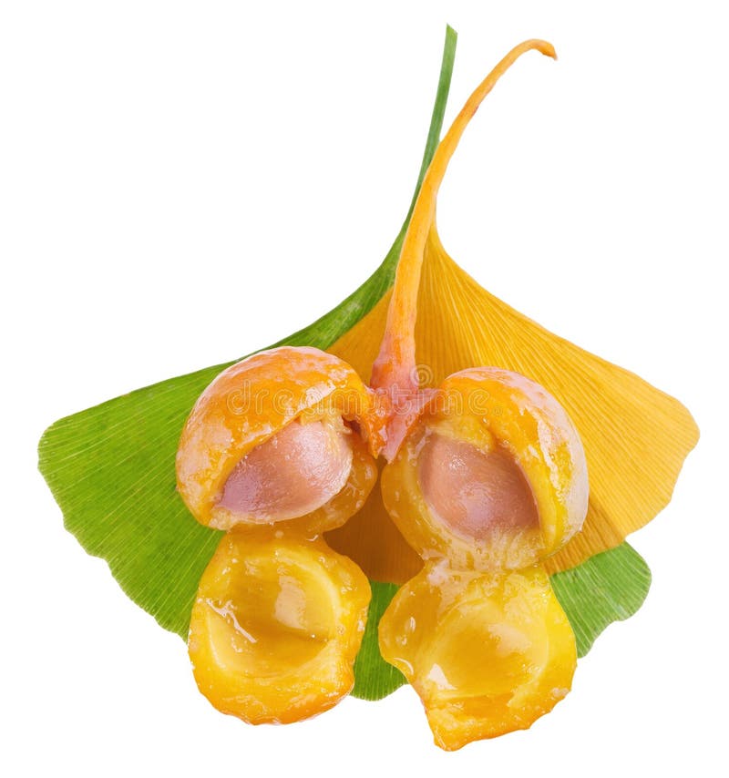 Ginkgo Biloba Fruits Cross Section Isolated Stock Photo - Image: 22188024