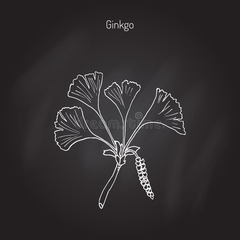 Ginkgo Biloba, Ginkgo Oder Maidenhair Baum Vektor Abbildung ...